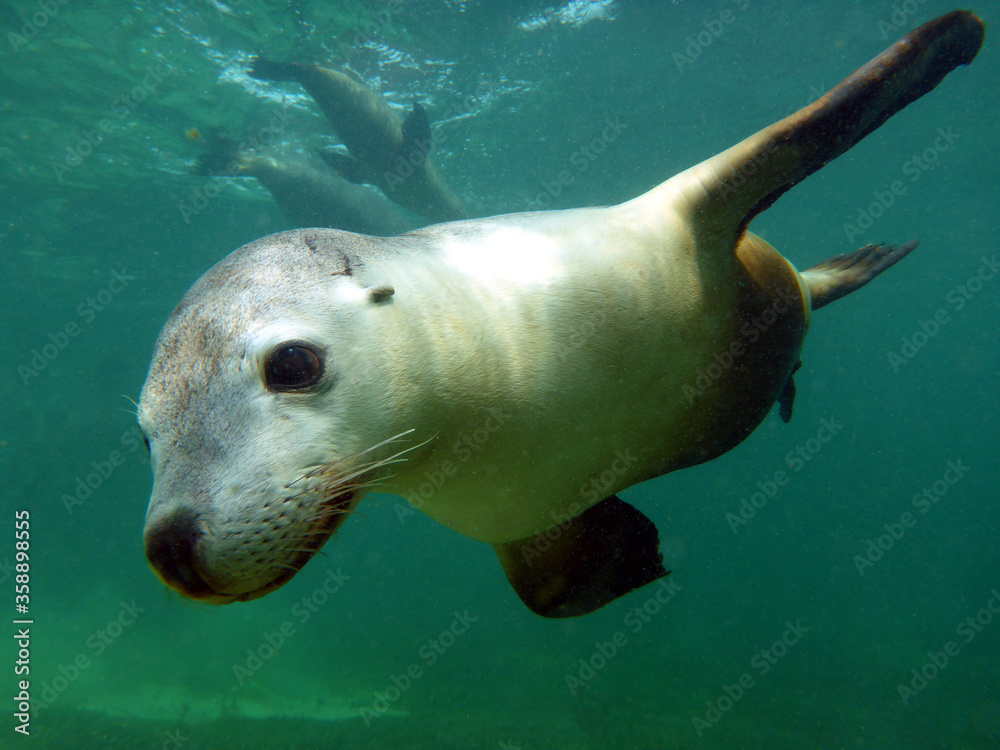 Young fur sea lion pup close up. Ears distinguish sea lions from seals ...