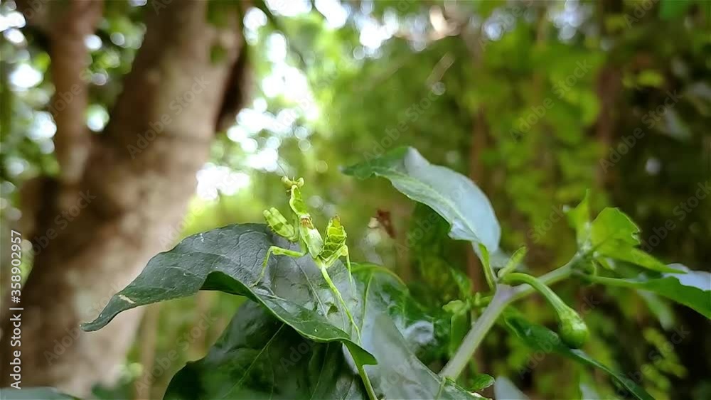 Flower mantises are those species of praying mantises that mimic ...