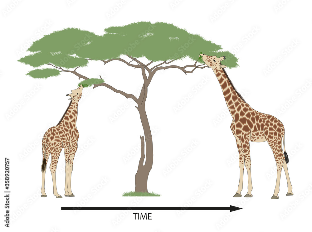 Giraffe evolution and natural selection. Millions of years later, after ...