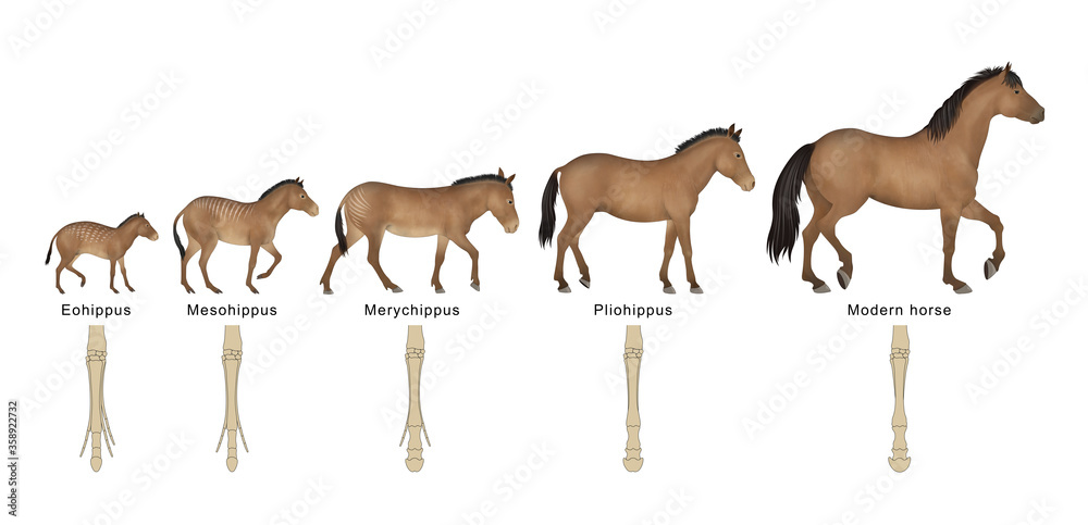 Evolution of the horse Stock Illustration | Adobe Stock