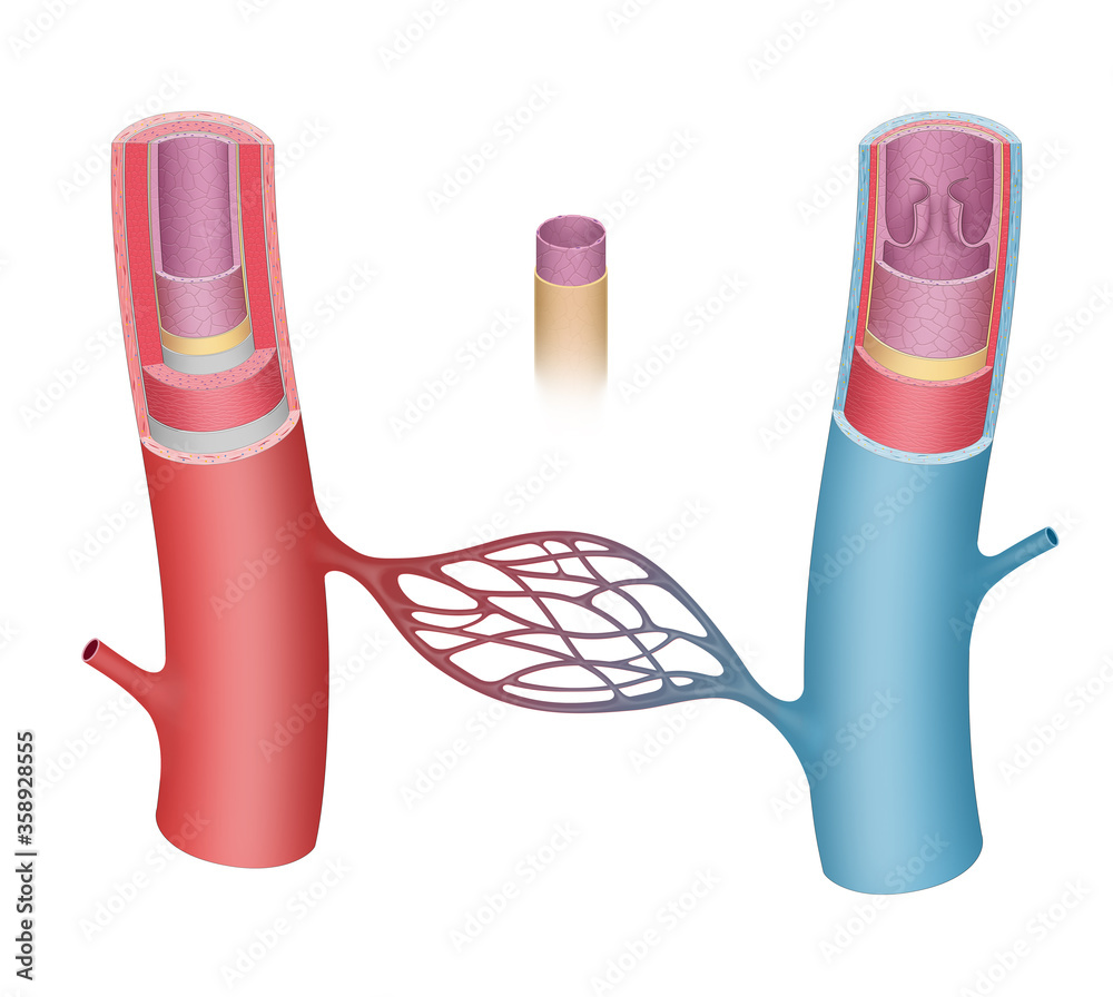 Blood vessels anatomy Stock Illustration | Adobe Stock