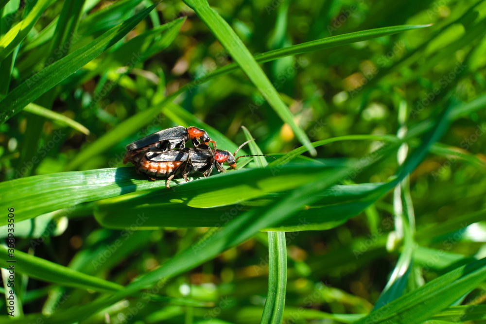 Black and red Soldier beetles mating in spring on a blade of grass ...