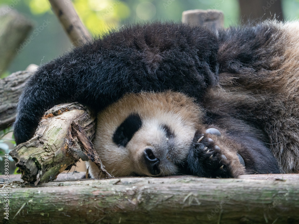 Panda Bear sleeping Stock Photo | Adobe Stock