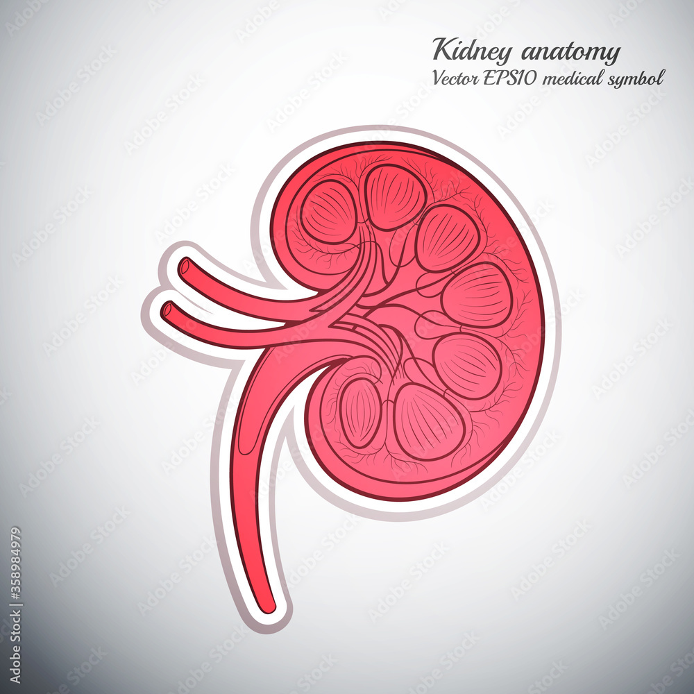 kidney anatomy outline color icon medicine vector illustration Stock ...