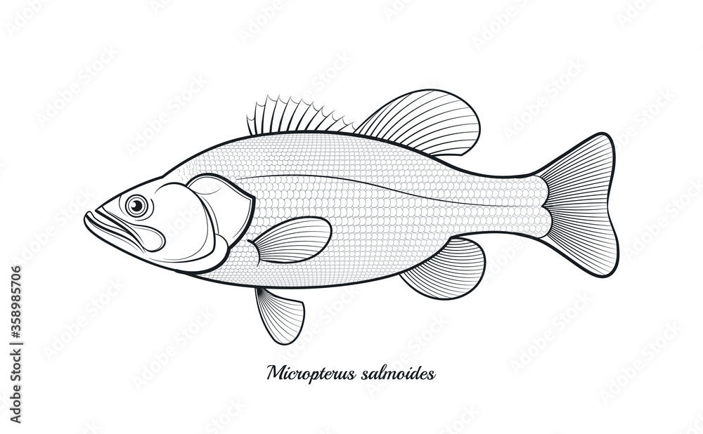 Bass fish outline vector illustration Stock Vector | Adobe Stock