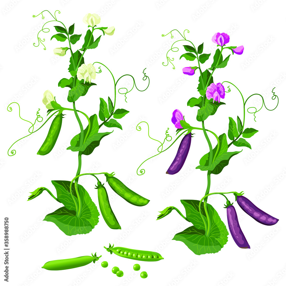 Set Green pea plant, pea pods, flowering white and pink peas. Isolate ...