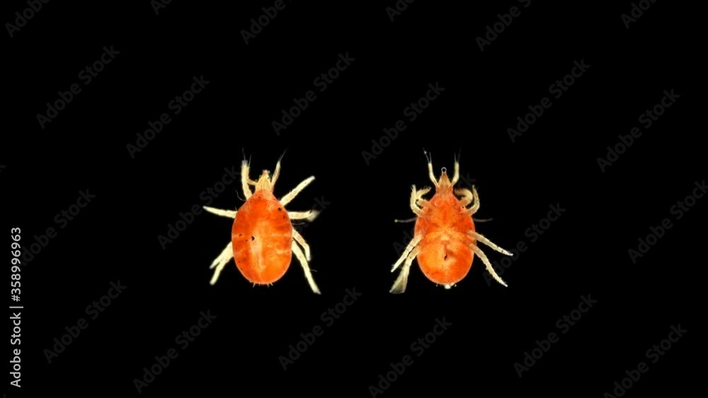 Predatory mite under microscope, Bdellidae family, Prostigmata order ...