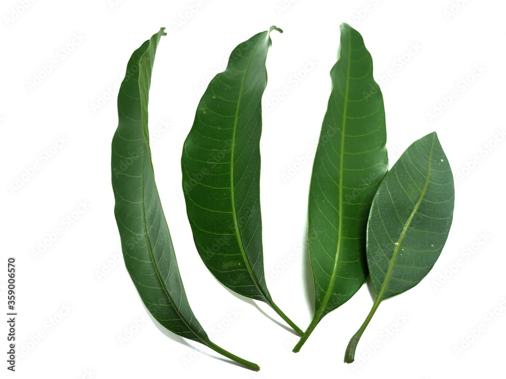 Mango Leaf Stock Photos. This photo is taken i india by vishal singh ...