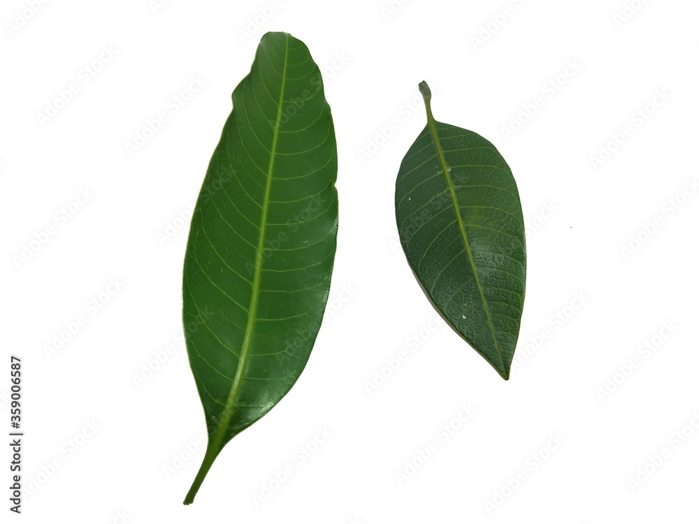 Mango Leaf Stock Photos. This photo is taken i india by vishal singh ...