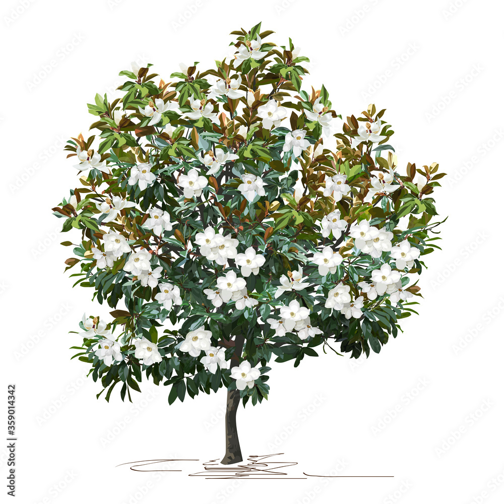 Magnolia (Magnolia grandiflora L.) with large flowers vector de Stock ...