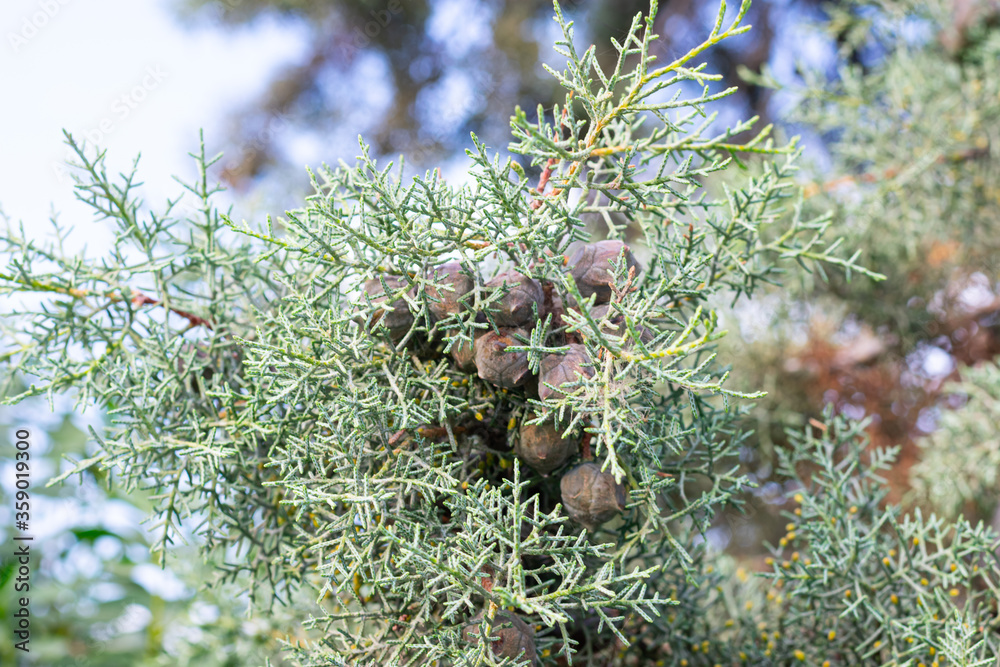 Arizona cypress (cupressus arizonica) as an ornamental tree. Stock ...