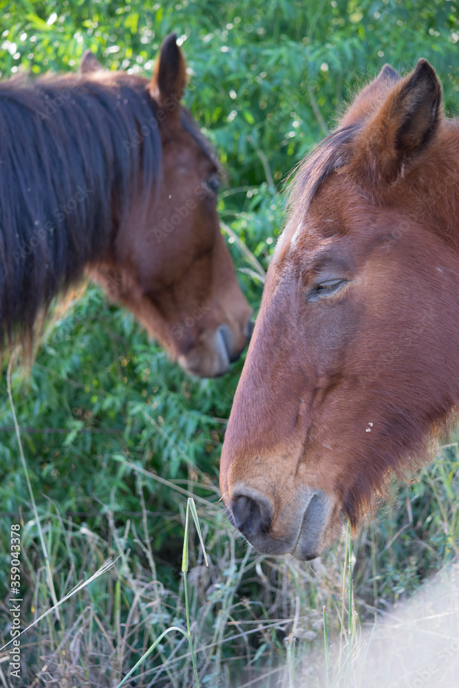 caballos rojizos descansando y protegiéndose del sol bajo de un árbol ...