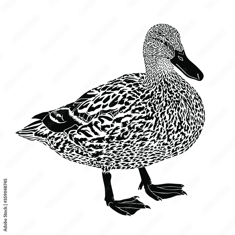 Hand-drawn black and white stylized duck. Realistic bird on white ...