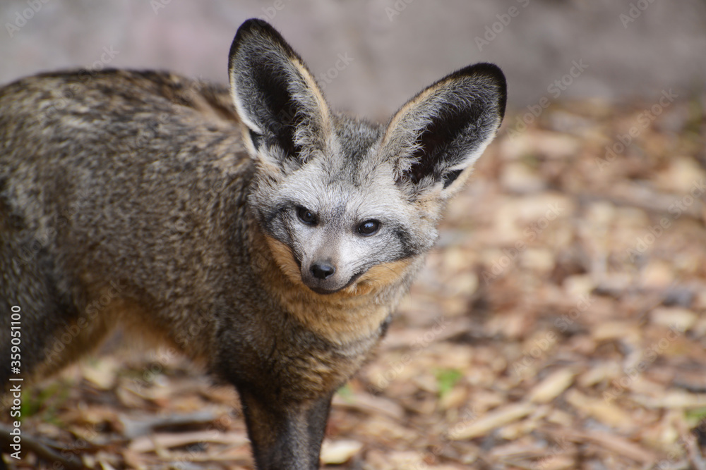 Bat-eared fox is a long eared fox that lives in the African savanna ...