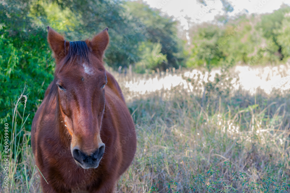 caballo rojizo descansando y protegiéndose del sol bajo de un árbol ...