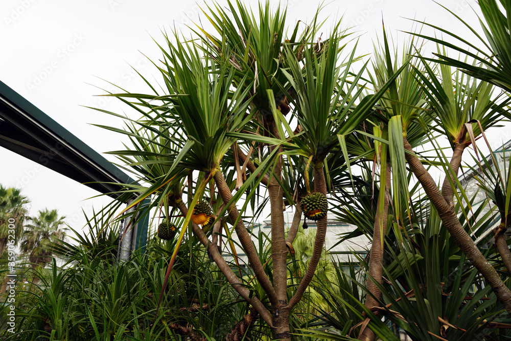 The pandanus tectorius is a species of plant in the Pandanaceae family ...