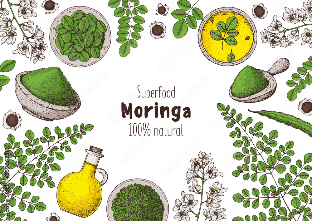 Moringa hand drawn illustration. Organic healthy food. Moringa leaves ...