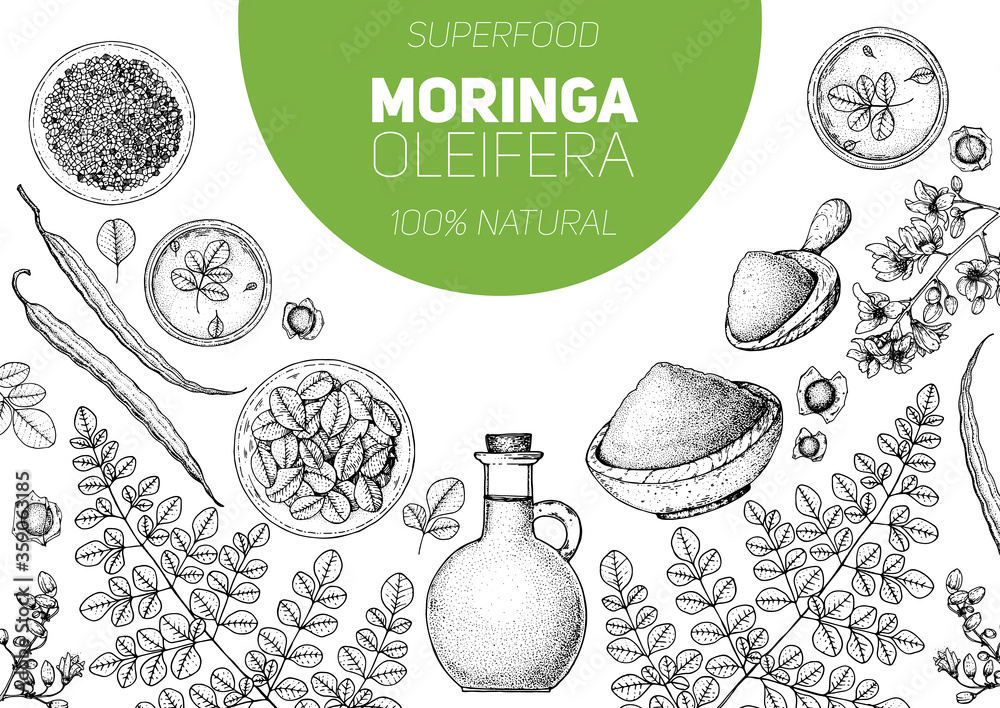 Moringa hand drawn sketch. Organic healthy food. Moringa leaves, plant ...