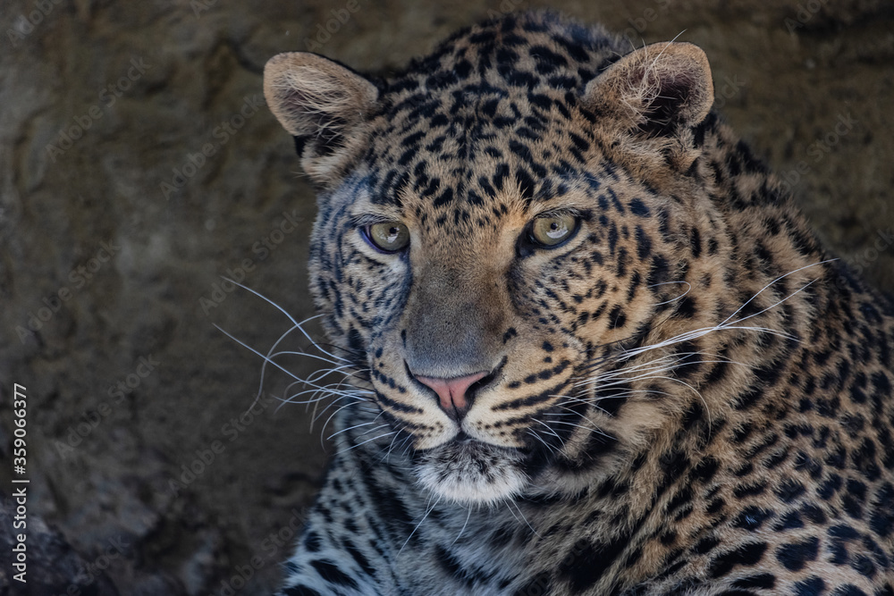 Portrait of a spotted leopard. The panthera pardus or just the leopard ...