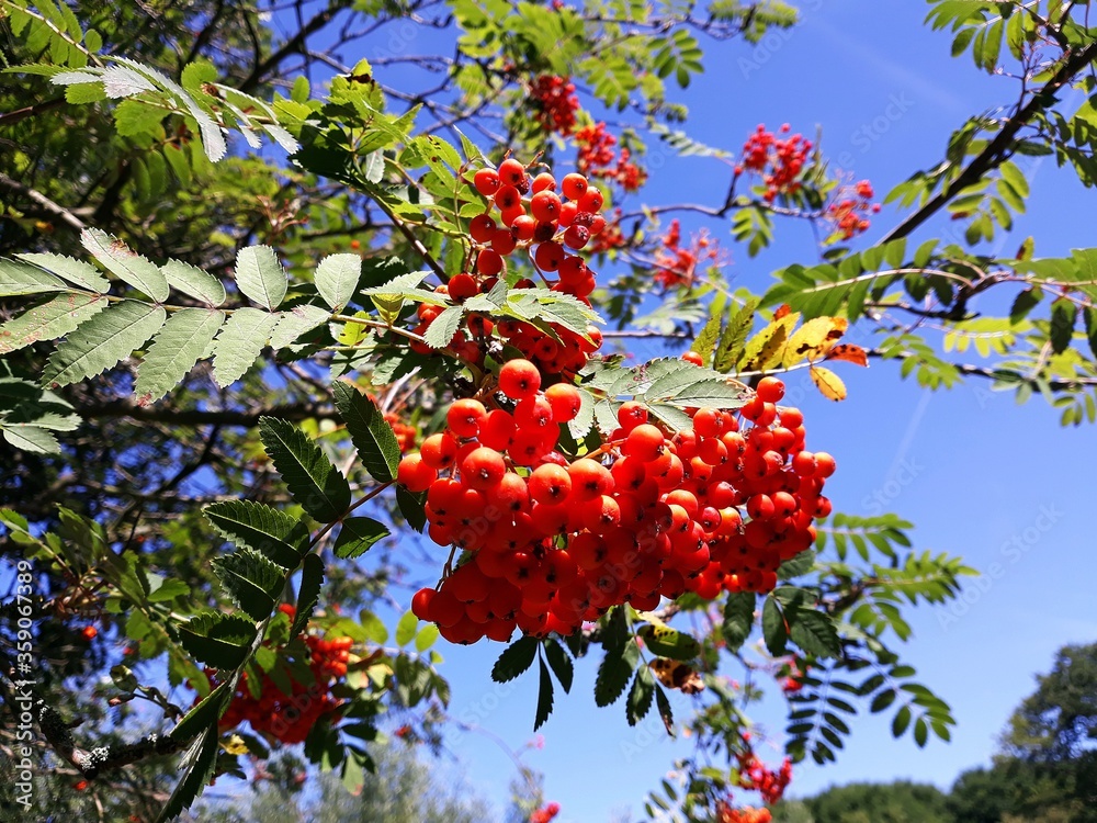 Branches of European Mountain Ash Rowan tree or Sorbus Aucuparia, with ...