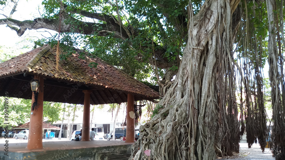Ficus benghalensis, commonly known as the banyan, banyan fig and Indian ...