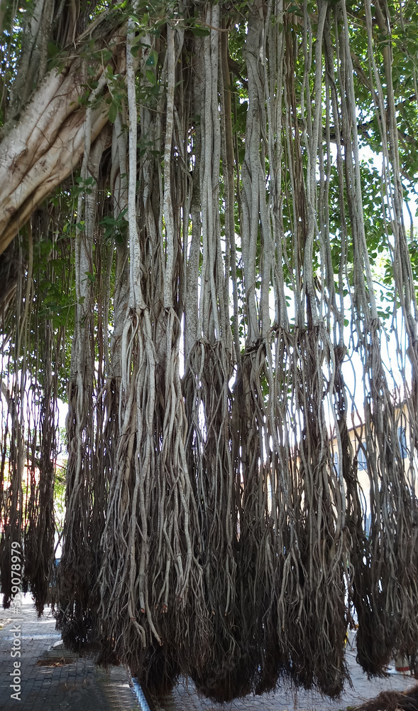 Ficus benghalensis, commonly known as the banyan, banyan fig and Indian ...