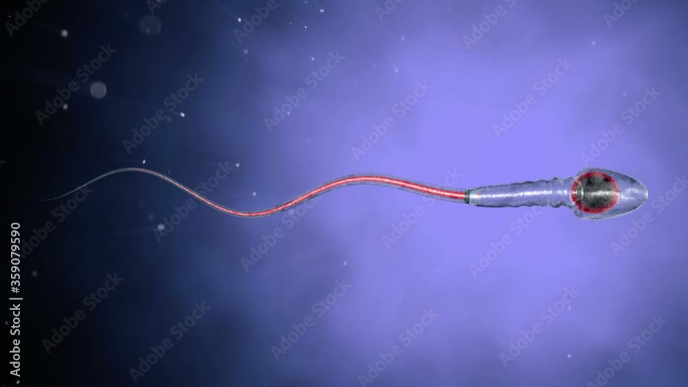 Sperm, spermatozoons swimming around a human egg cell. Fertilization 3d ...