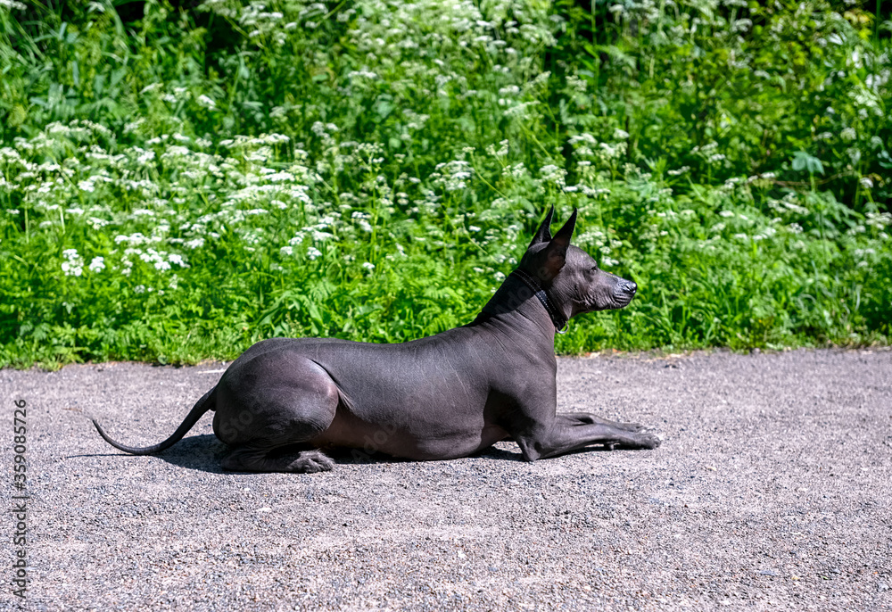 Dog Lying Down Side View