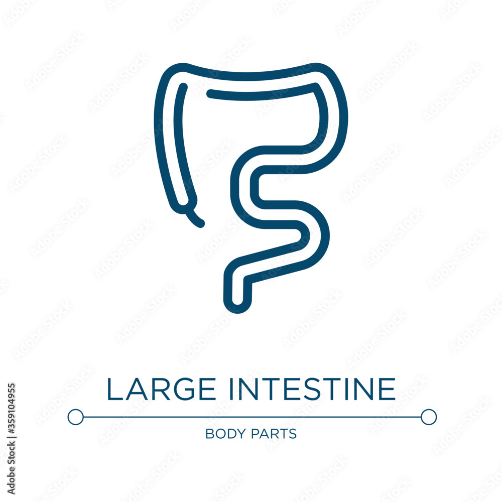 Large intestine icon. Linear vector illustration from body parts ...