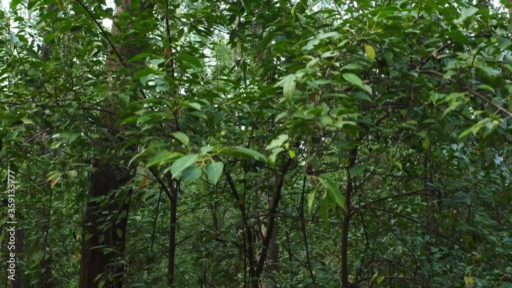 The Sundarbans is the largest mangrove forest in the world. Here are ...