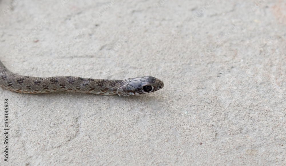 Young gray-brown snake, top view and side view, close-up. Black eyes of ...