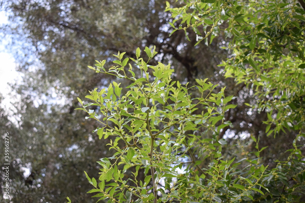 Foliage of Ziziphus jujuba tree, a plant known also as natsume or tsao ...