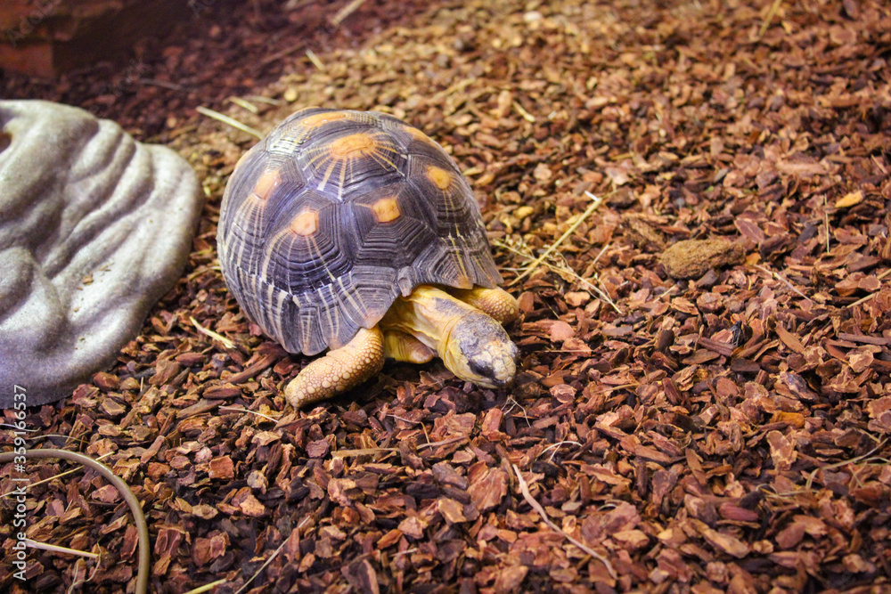 Galapagos giant tortoise with bright yellow armour and wrinkled neck ...