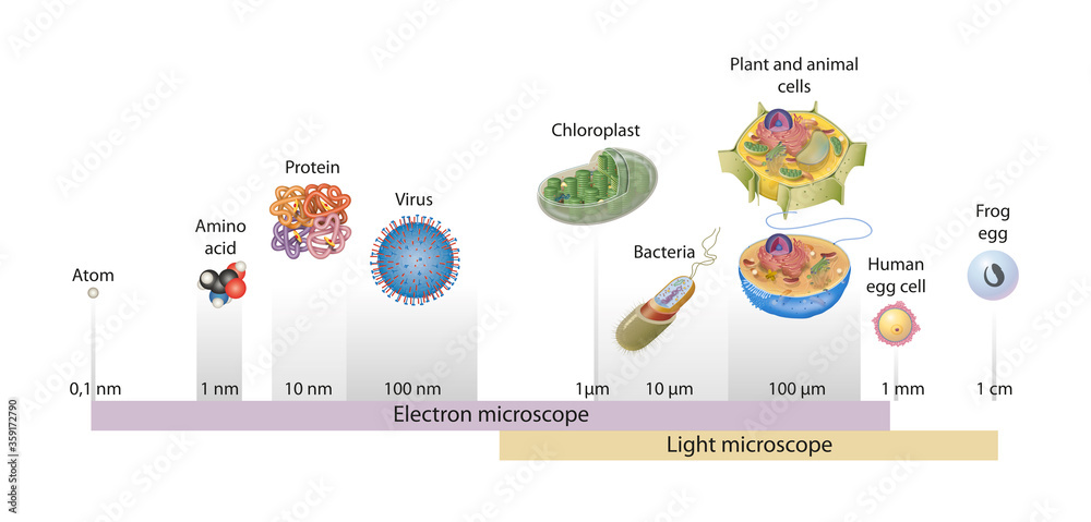 Sizes of cells drawn on a logarithmic scale, indicating the range of ...
