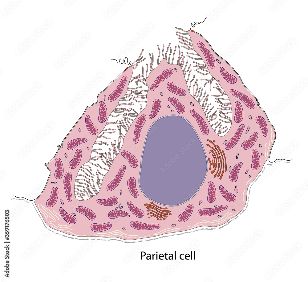 Diagram of parietal cell from bat gastric mucosa Stock Illustration ...