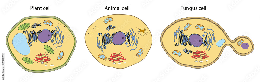 Plant, animal, fungus cell structure Stock Illustration | Adobe Stock