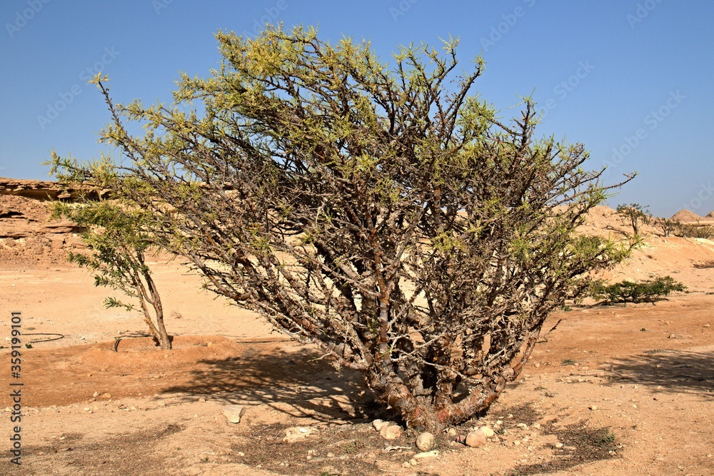 Foto de Frankincense trees / Boswellia sacra / grow in Wadi Dawkah ...