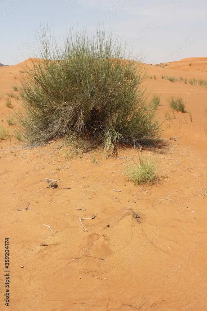 Hot and arid desert sand dunes terrain in Sharjah emirate in the United ...