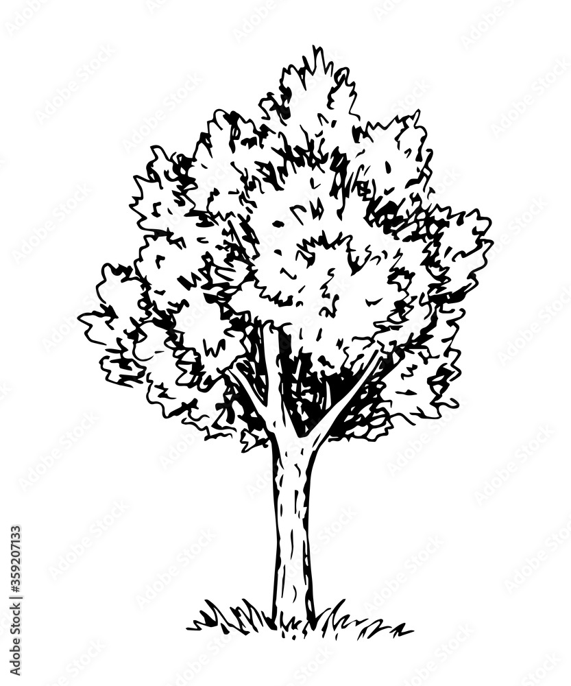 Hand-drawn vector illustration with black outline in engraving style ...