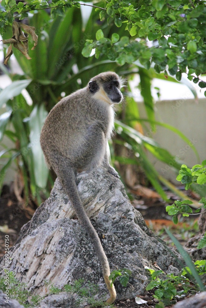 green monkey native to Barbados seen across Island. the green monkey ...