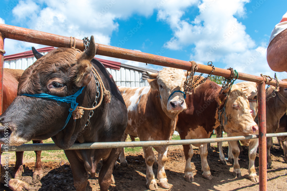 Muslim holiday. Eid al-Adha. Cows, oxen and calves waiting for the ...
