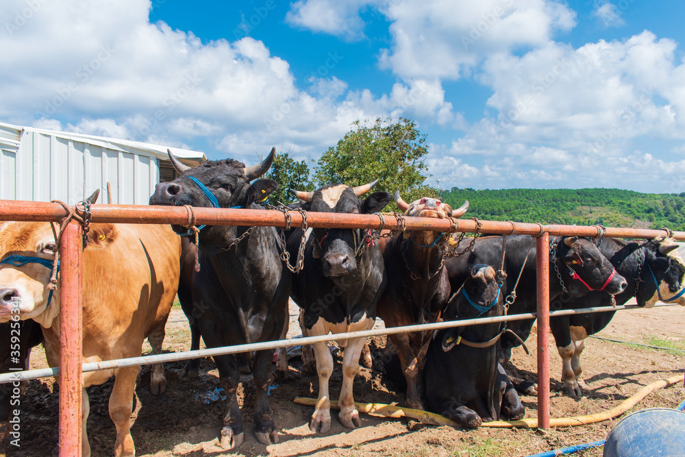 Muslim holiday. Eid al-Adha. Cows, oxen and calves waiting for the ...