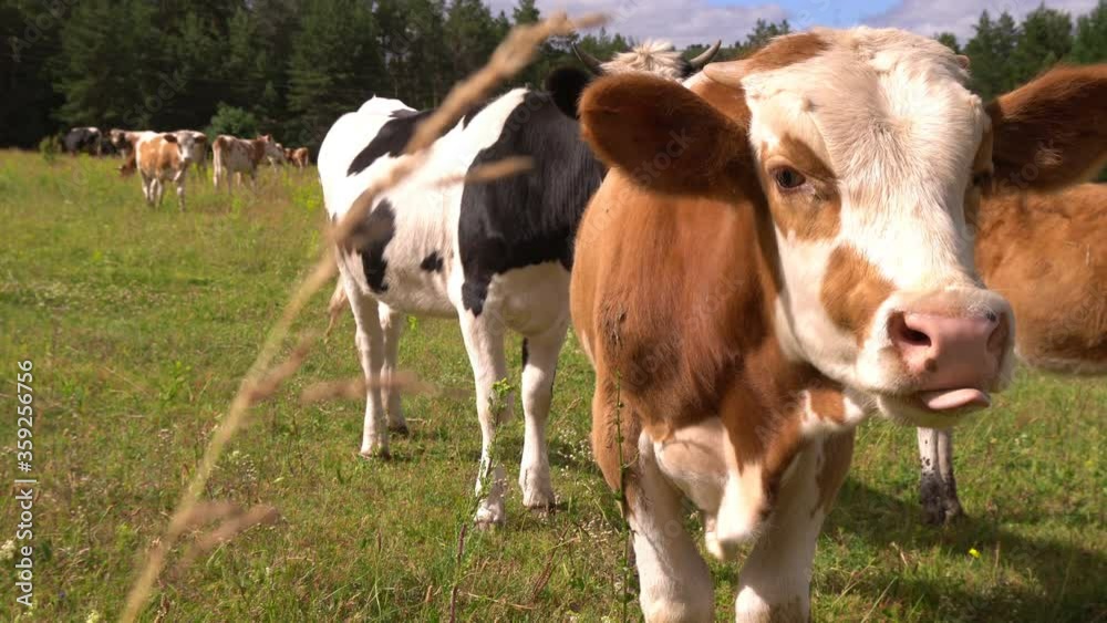 Vidéo Stock Large brown spotted bull on a green meadow close-up. The ...