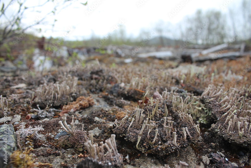 mosses and lichens Stock Photo | Adobe Stock