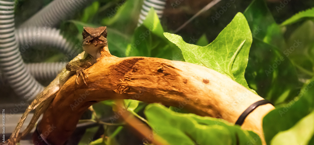 Pogonas are a species of agamidae family. He lives in the desert areas ...