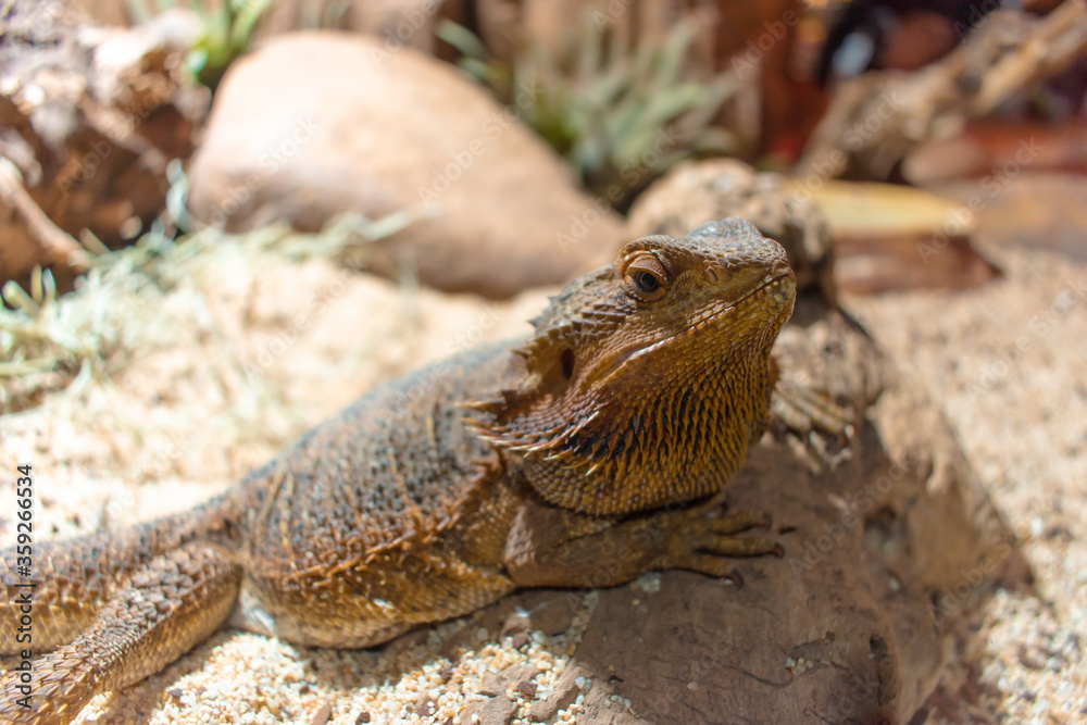 Pogonas are a species of agamidae family. He lives in the desert areas ...