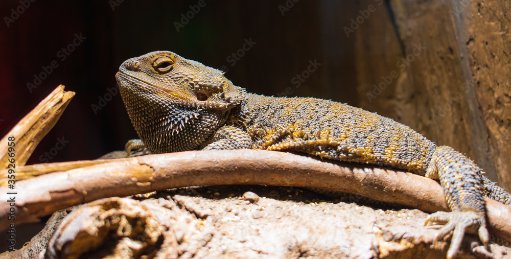 Pogonas are a species of agamidae family. He lives in the desert areas ...