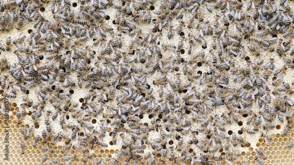 Honey Bee Brood. Brood care. The Birth of a Bee. Worker bee emerging ...