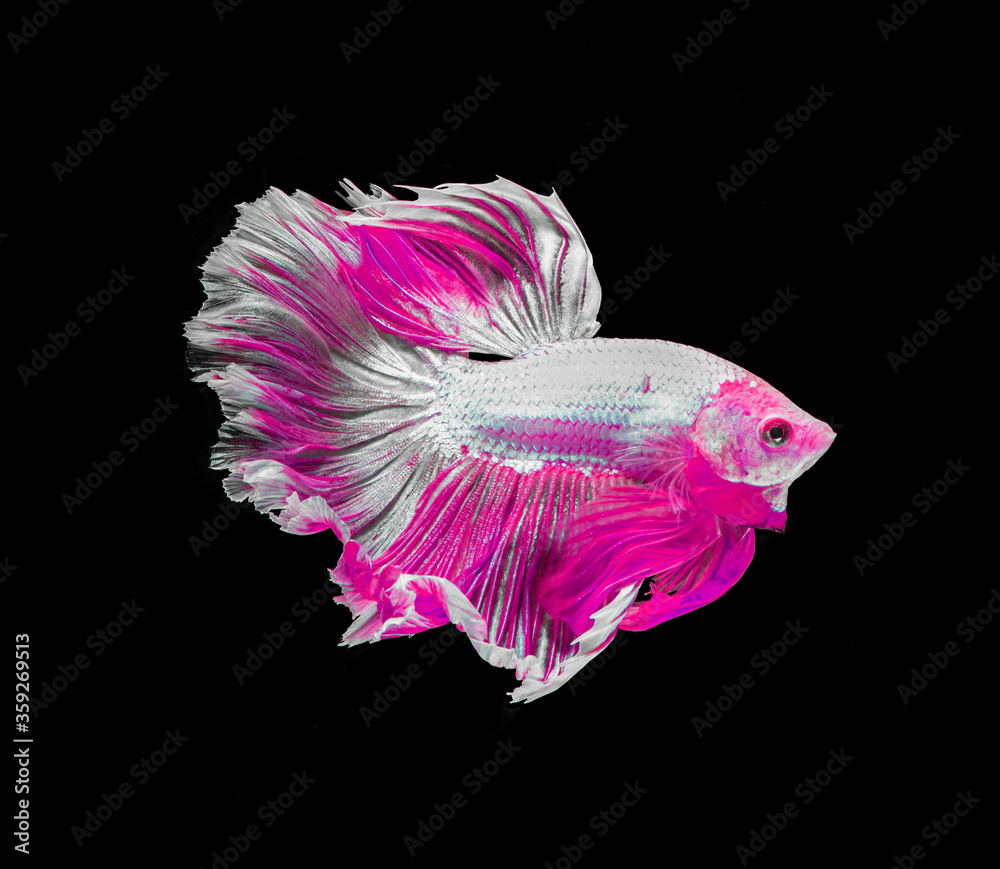 Pink and white color dragon siamese fighting fish, betta fish isolated ...
