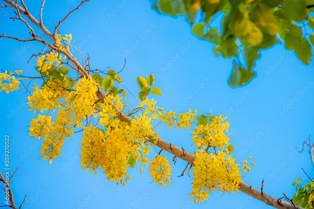 Golden Shower Tree, yellow color flowers Cassia fistula, Ratchaphruek full blooming beautiful in ...